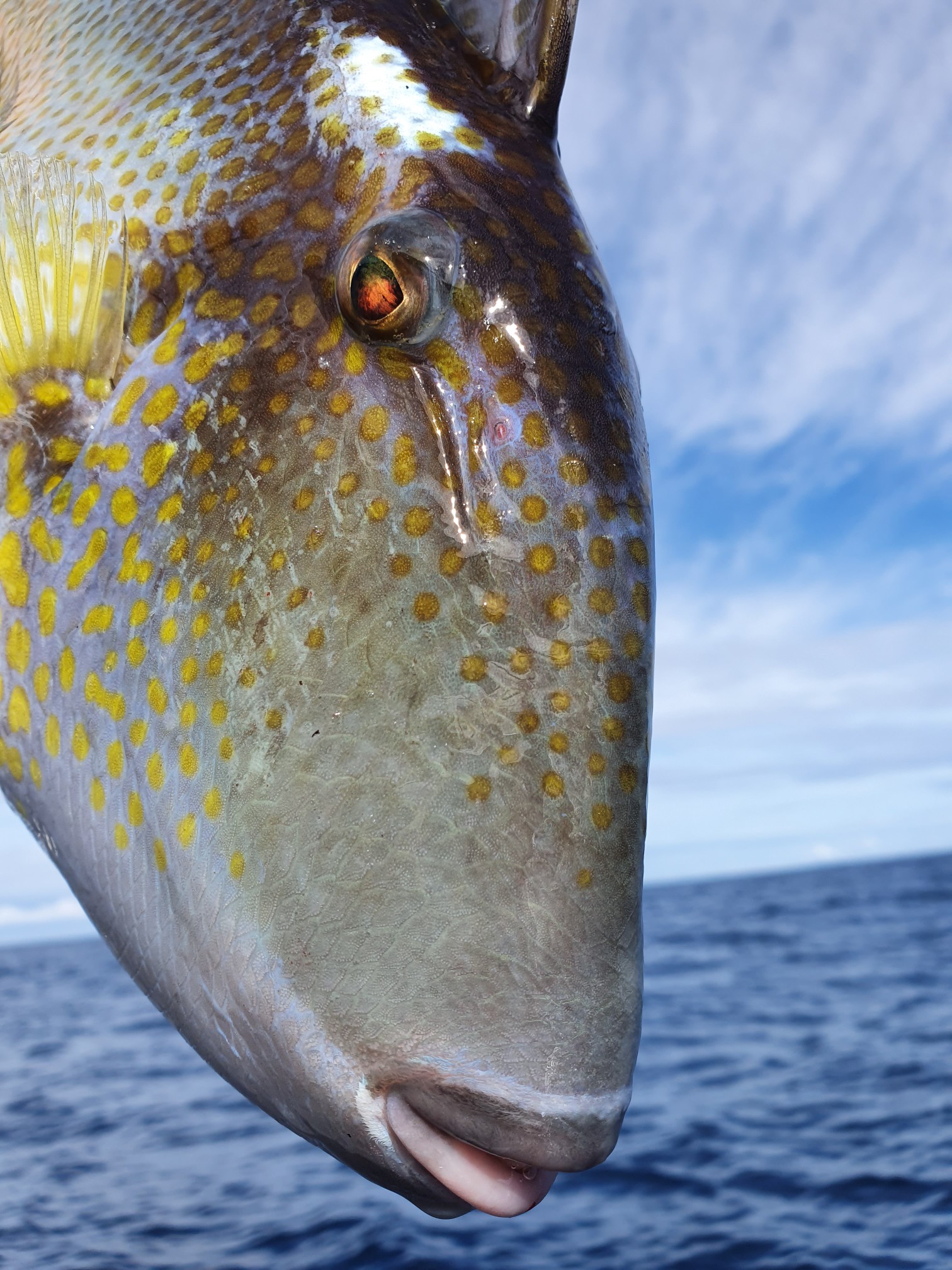 gloryfish-5 – Track My Fish for Tournaments